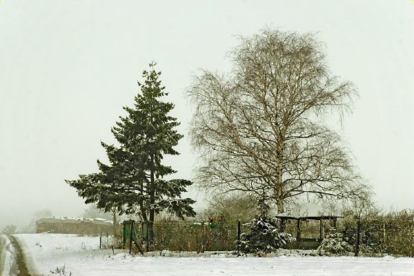Der Baum – igb