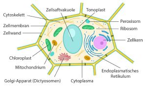 Pflanzenzelle – igb