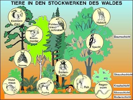 Stockwerke des Waldes – igb