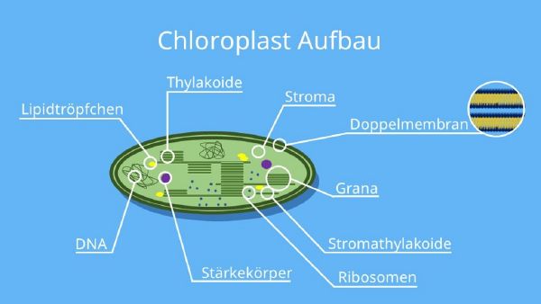 Pflanzenzelle – igb