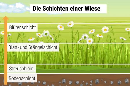 Schichten der Wiese – igb